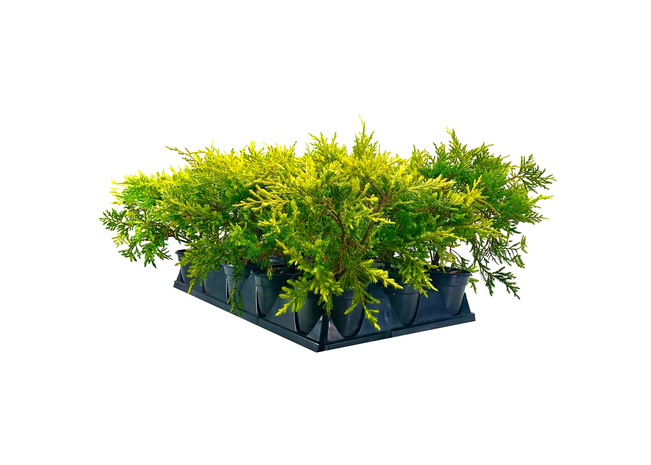 Saybrook Gold Juniper 3 Live 4 Inch Pots Juniperus Chinensis ...
