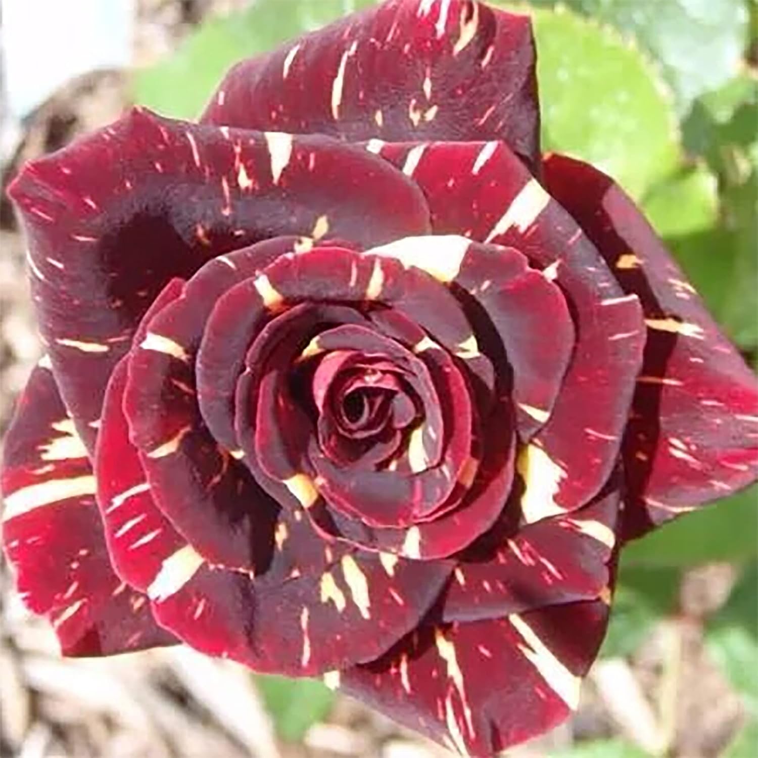 Amazon.com : QAUZUY GARDEN 100 Rare Abracadabra Rose Rosa Seeds | Non ...