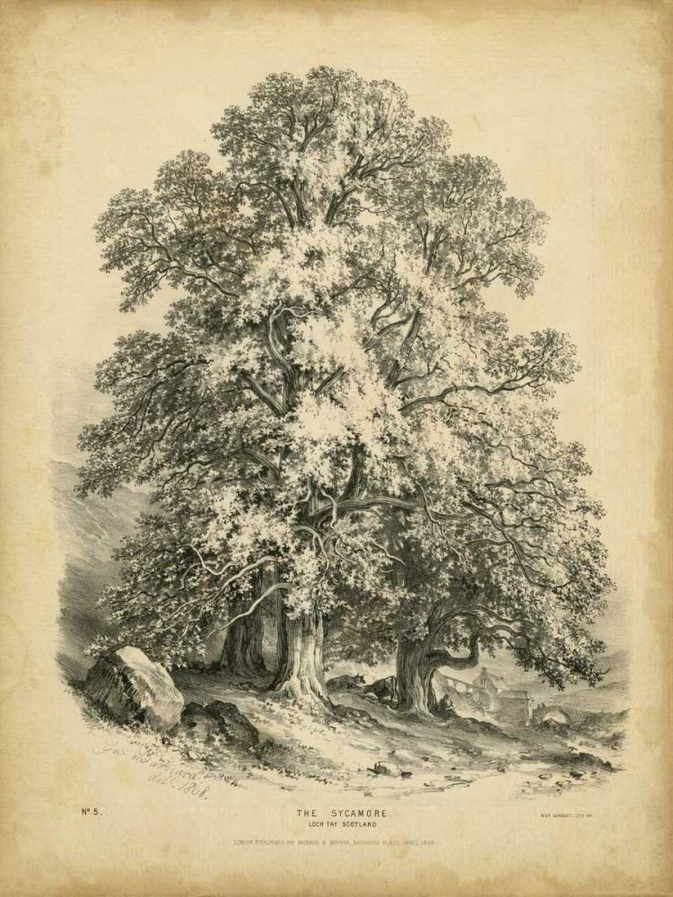 Sycamore Tree Drawing