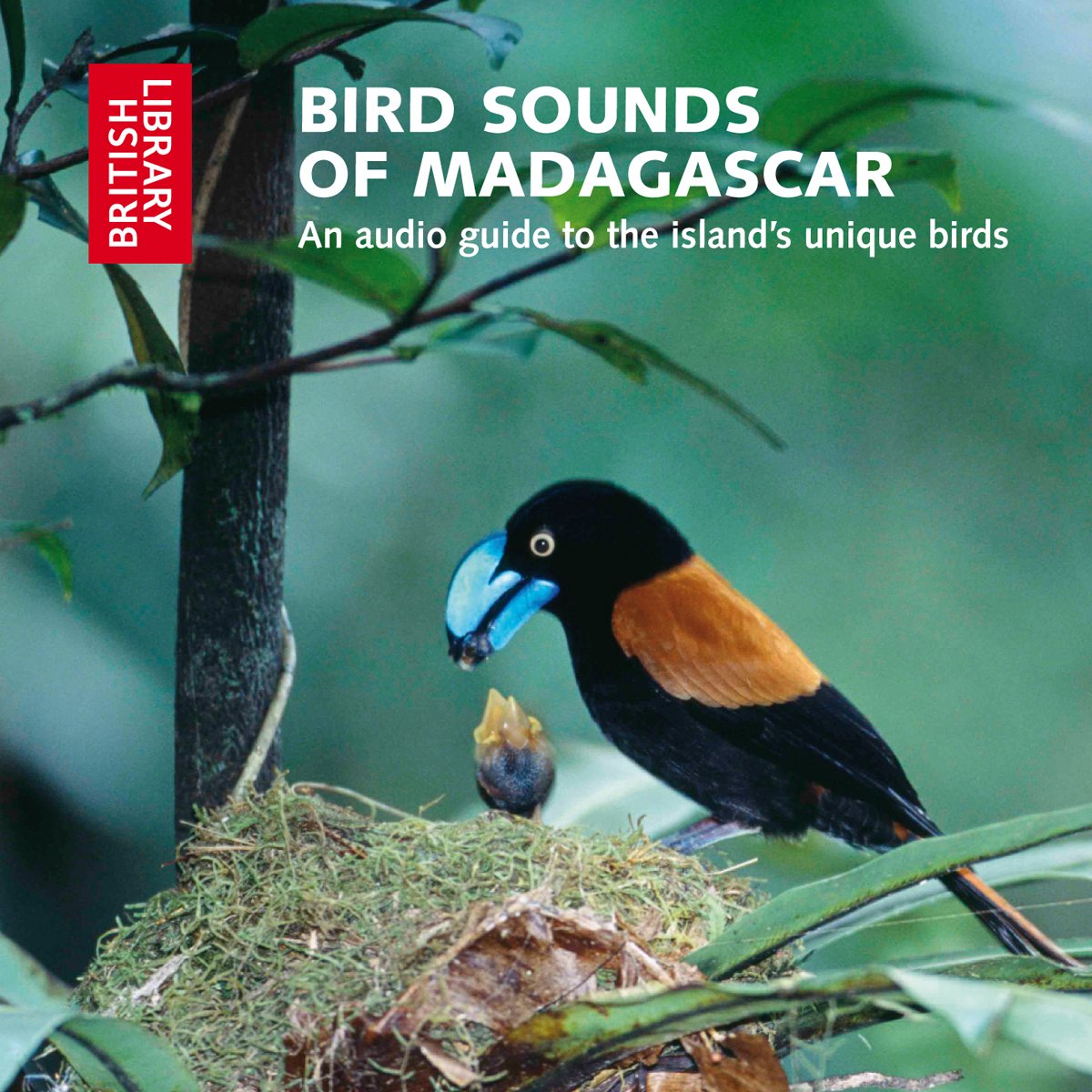 Bird Sounds of Madagascar: An Audio Guide to the Island's Unique Birds ...