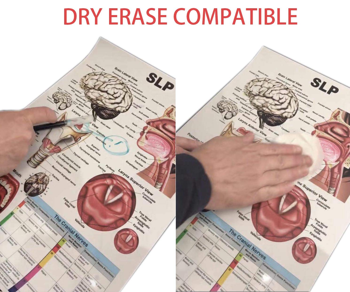 Anatomical Chart: Skeletal Muscles Front and Back Liberia | Ubuy