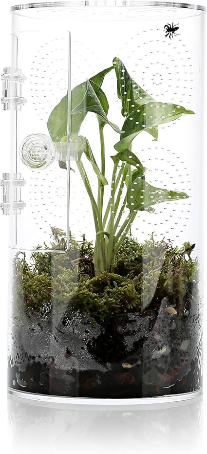 Amazon.com : Jumping Spider Enclosure, 11.5”*6”*6”, Air Hole 3/64 ...