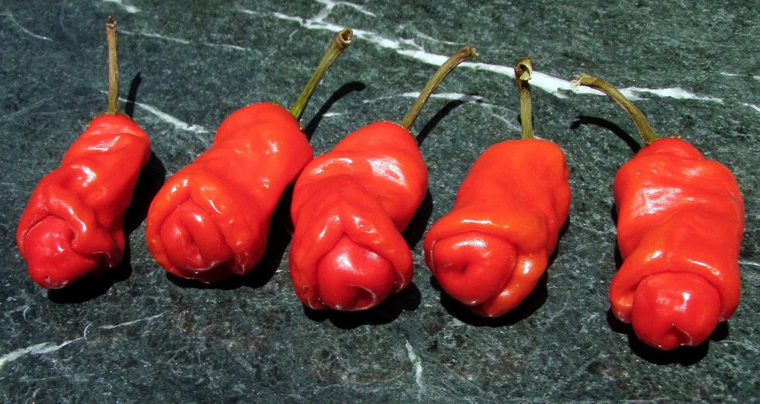 Portal Cool Willy Chilli Seeds - Naughty Novelty Chillies - 15 Fresh ...