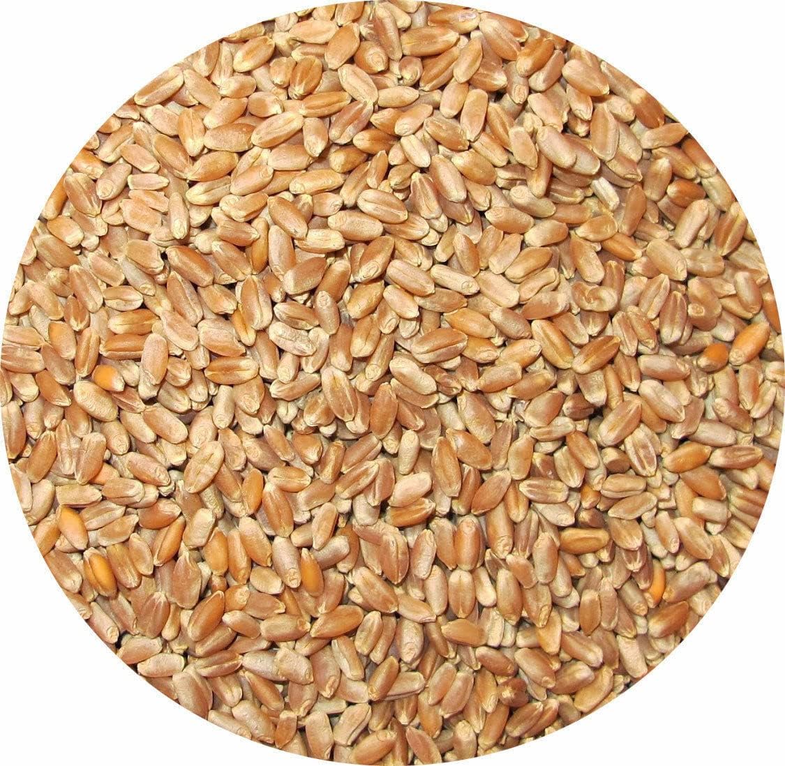 Whole Wheat Poultry Food Chicken Feed 10kg 5kg 3kg 2kg 1kg 500g ...