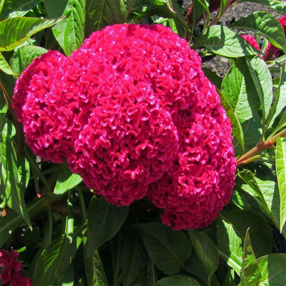 Amazon.com : 300+Red Rare Cockscomb Seeds for Planting-Celosia Flower ...
