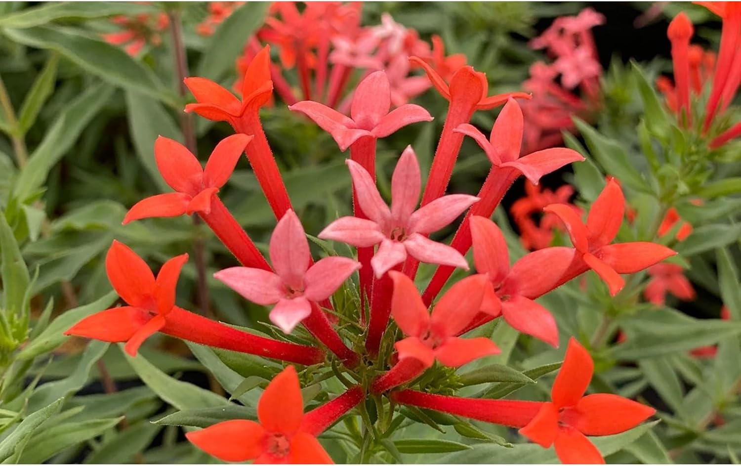 Amazon.com : Proven Winners Estrellita Little Star Firecracker Bush ...