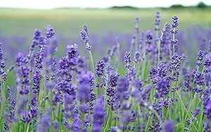 English Lavender Lavandula angustifolia 100 Seeds by Hundredfold ...