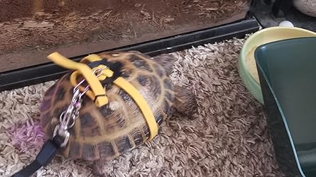 Amazon.com: Ebamaz Leather Harness Strap for Tortoise/Turtle Pet ...