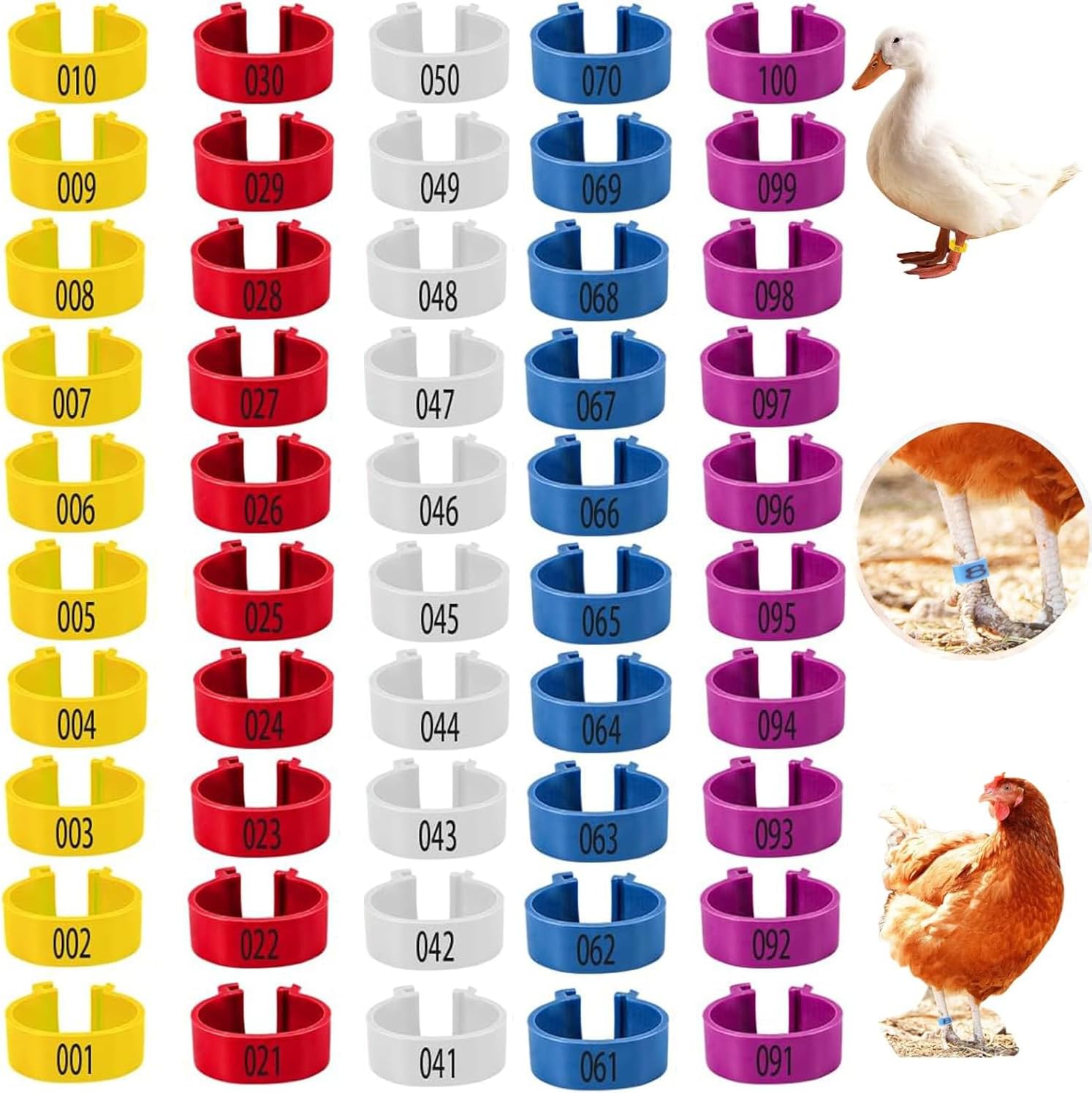 MEISO 100pcs Chicken Leg Rings, 5 Colors Numbered Chicken Leg Bands ...