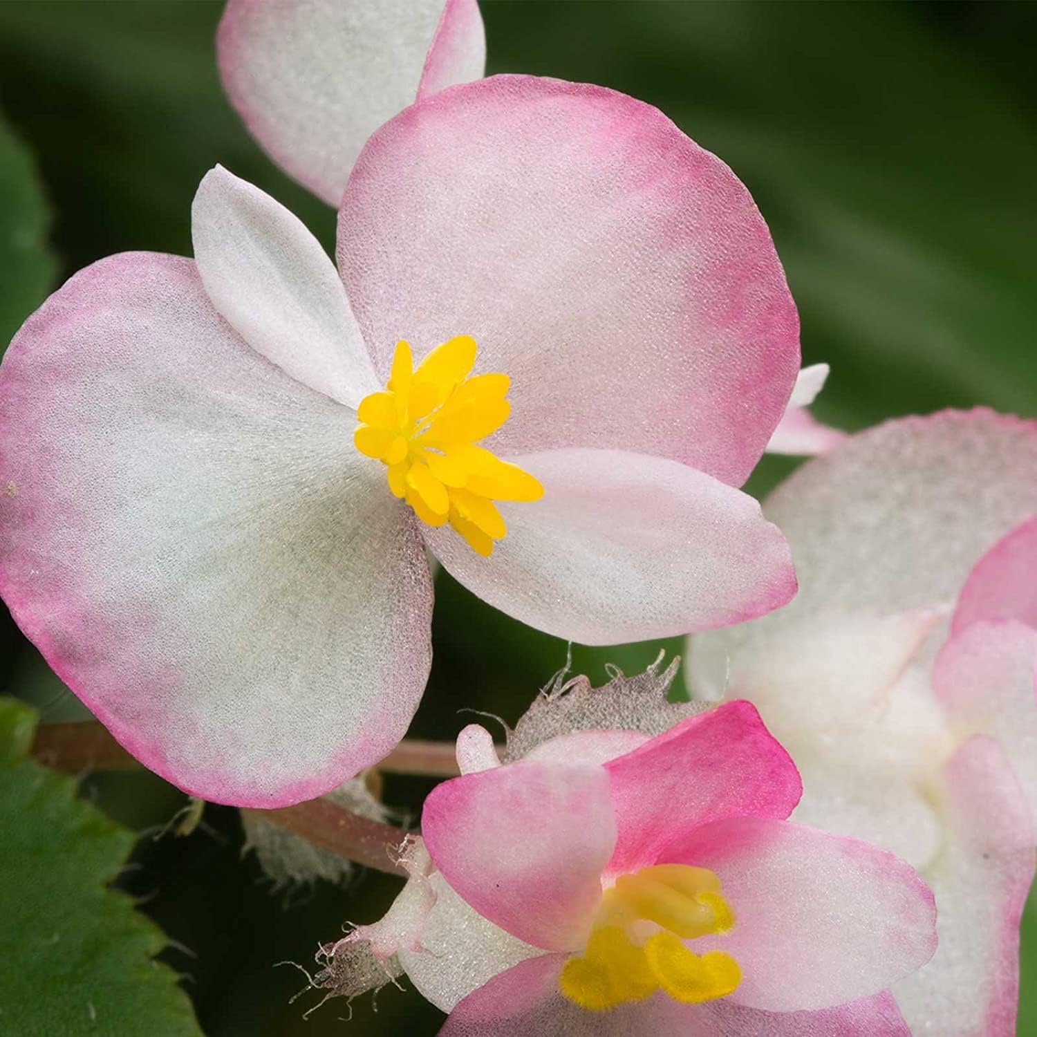 Amazon.com : MITRAEE Fibrous Begonia Cocktail Series Plant Seeds ...
