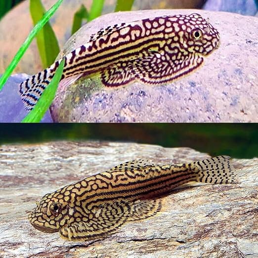 Amazon.com: Santboz 5-Pack Goldring Butterfly Hillstream Loach 1.5" to ...