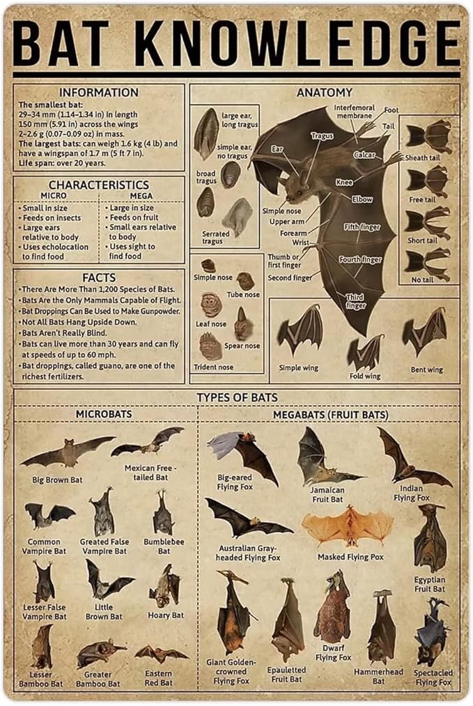 Amazon.com : Bat Knowledge Metal Tin Signs Bat Infographics Retro ...