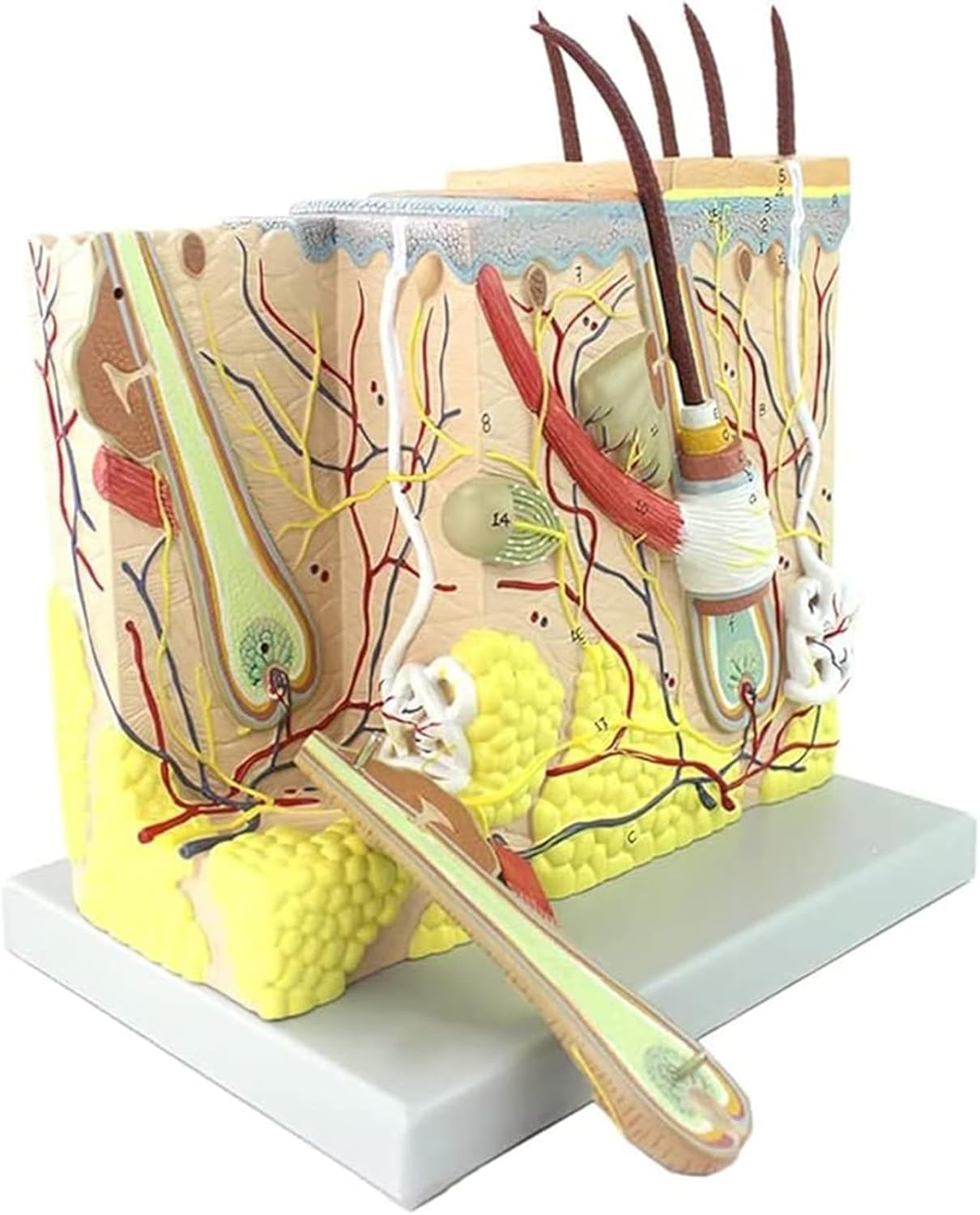 Amazon.com: Skin Structure Model, Magnify 70 Times, Hair Follicles ...