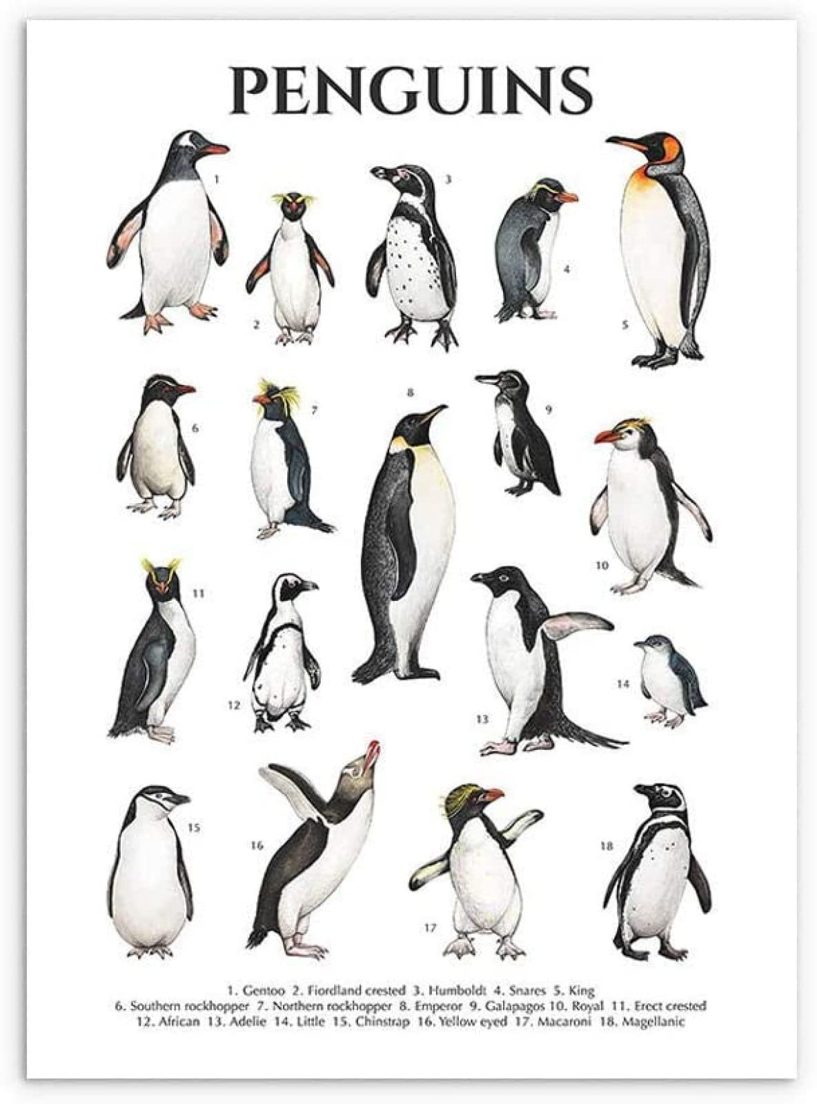Penguin Species Chart