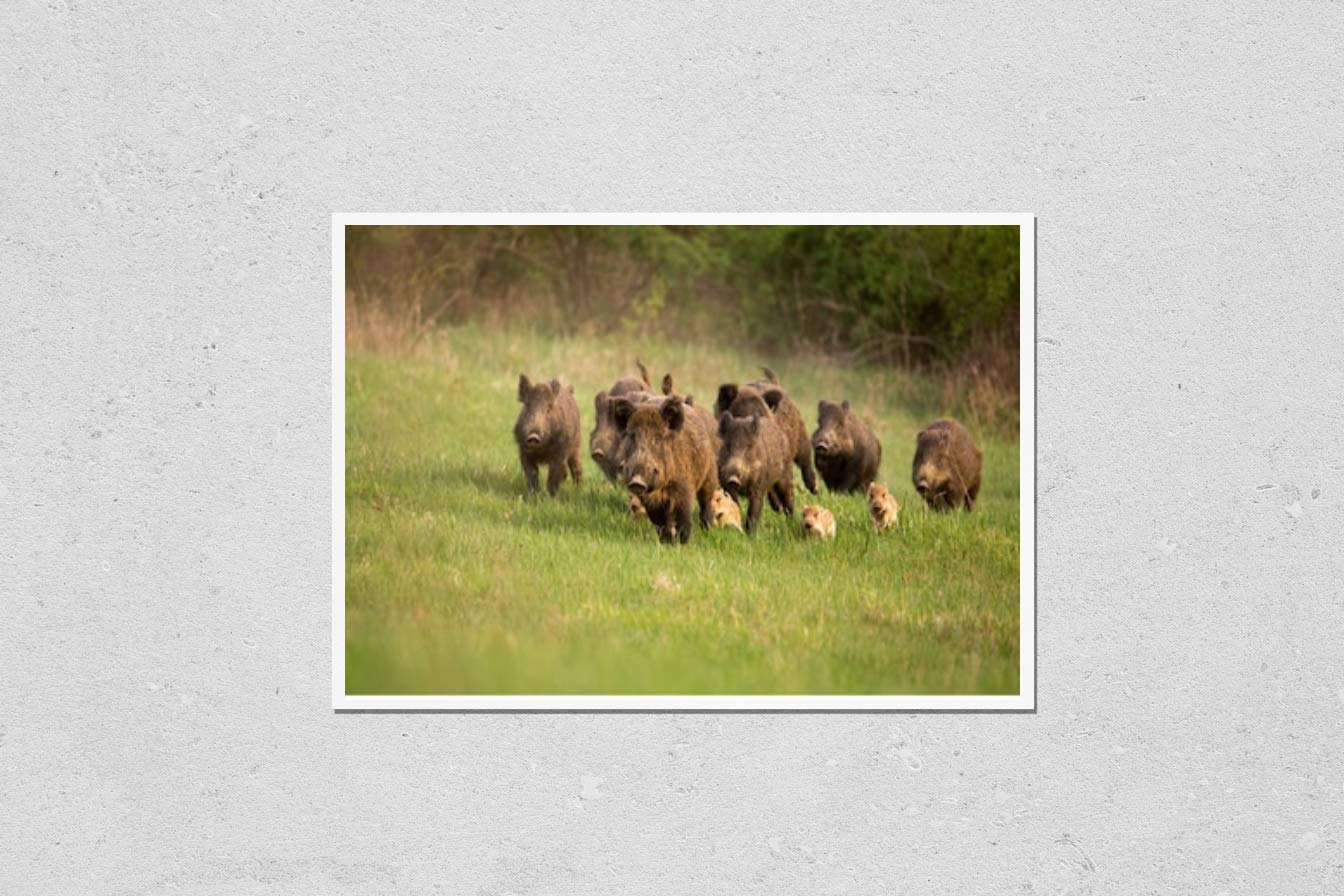 Animal Running Away From Danger