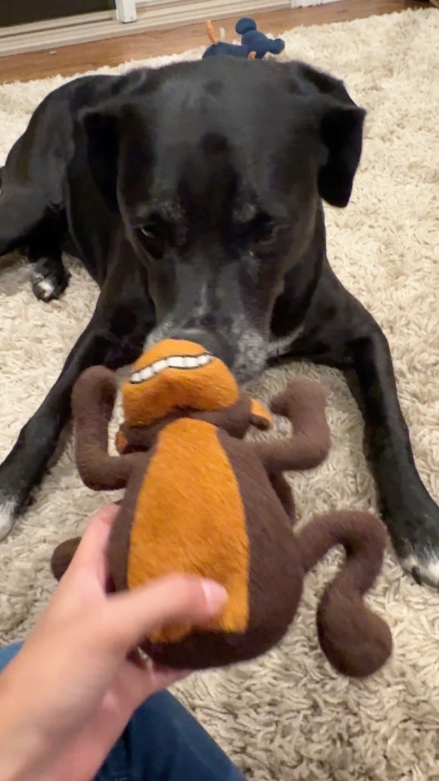 Watch Multipet Singing Monkey Dog Toy on Amazon Live