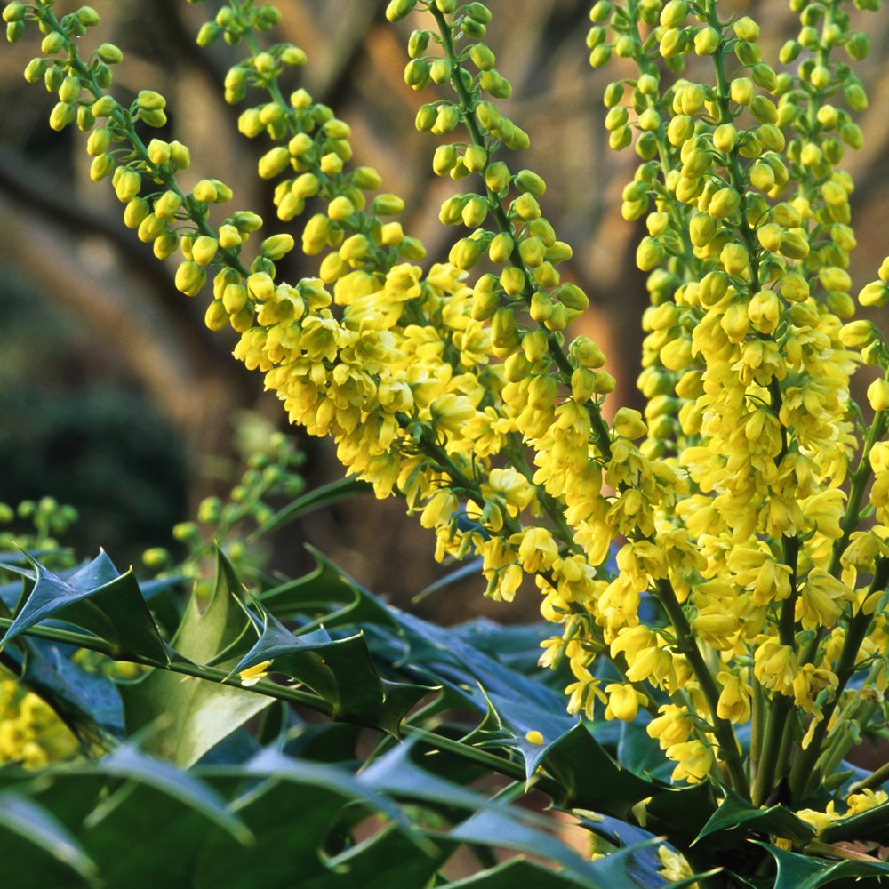 Yellow Shrubs Garden Yellow Winter Flowers Coronilla Hardy Outdoor