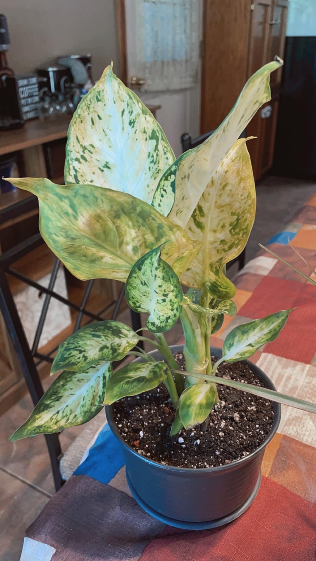 $12/mo - Finance Easy to Grow Houseplants (6 Pack) + Classic Houseplant ...