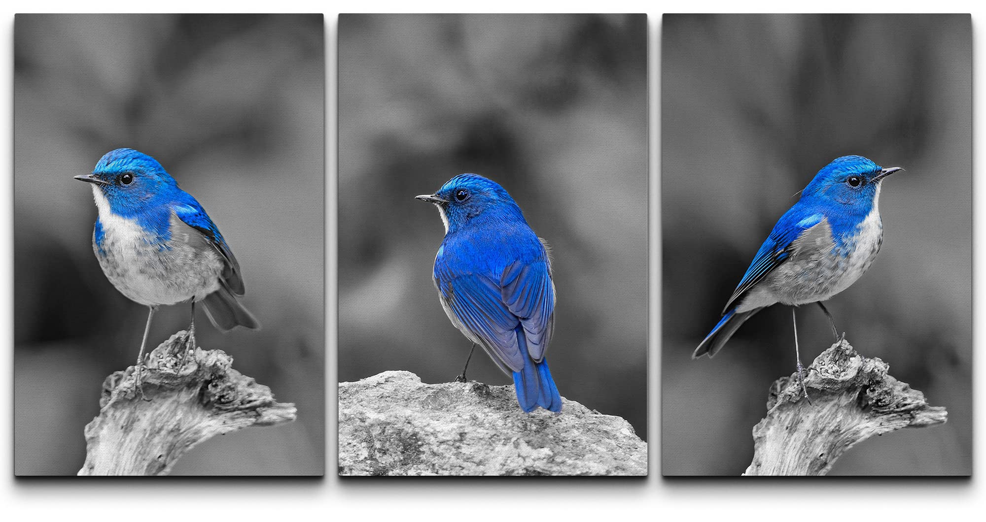 Bluebird White Background