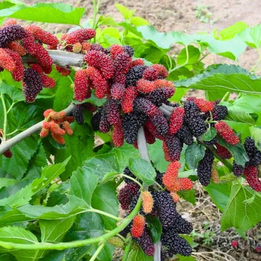 Amazon.com : 2 Mulberry Tree Live Plant, Dwarf Mulberry Plants Live for ...