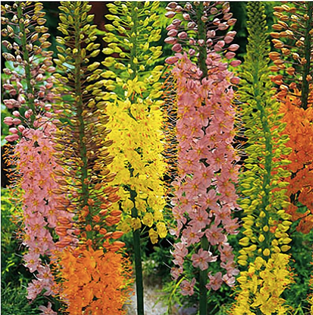 Amazon.com : Shelford Mixed Colors - Eremurus Foxtail Lily - Bare Root ...