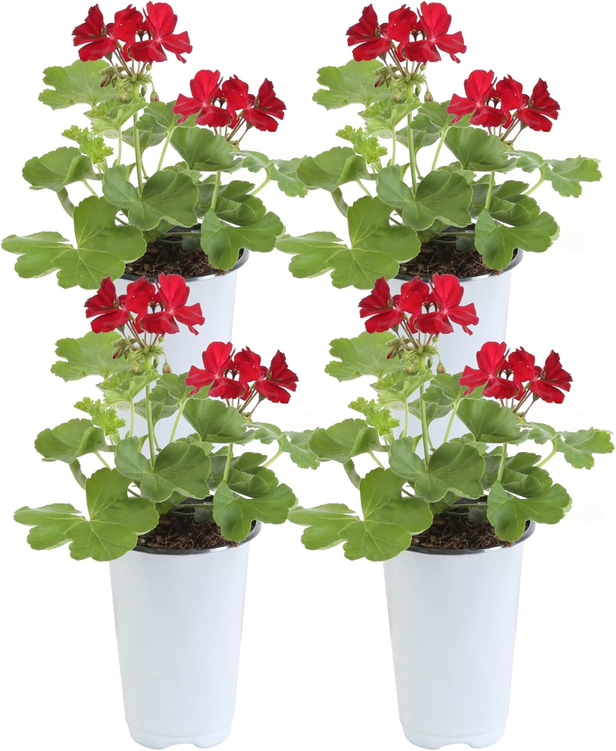 Amazon.com : Costa Farms Outdoor Flowering Plant Geranium in 1QT Grower ...