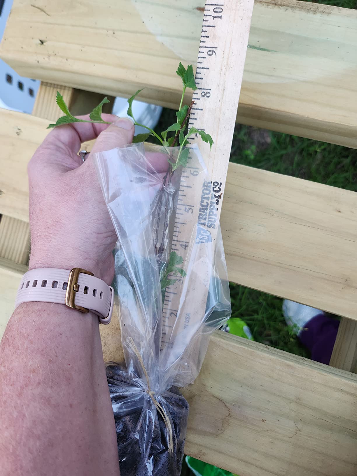 $11/mo - Finance Starter Plant Fruiting Red Nanking Cherry Trees Live ...