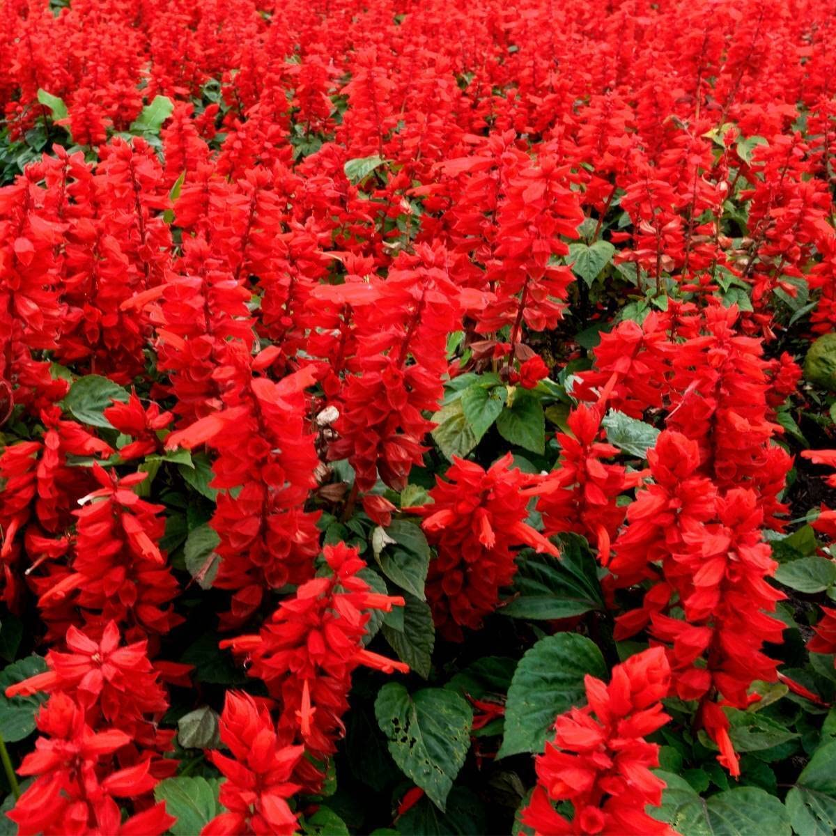 Red Salvia Perennial