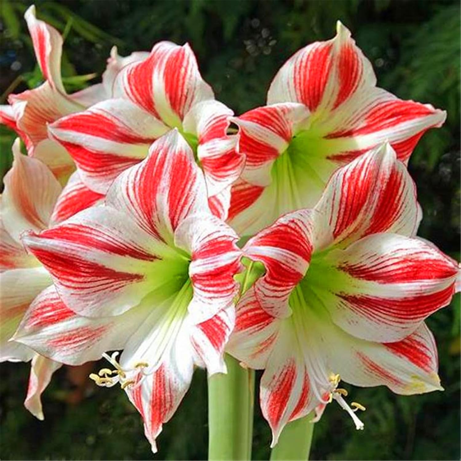 Amazon.com : Ornament Mix (Amaryllis Bulk), Enjoyable Perennial Garden ...