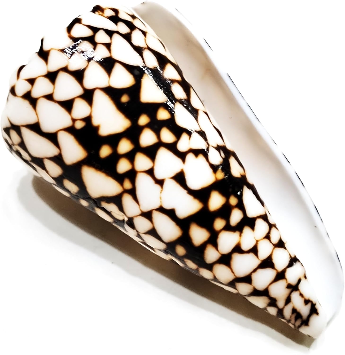 Amazon.com: Lacmopyle Natural Conus Cone Shell, Colorful Conus Seasell ...