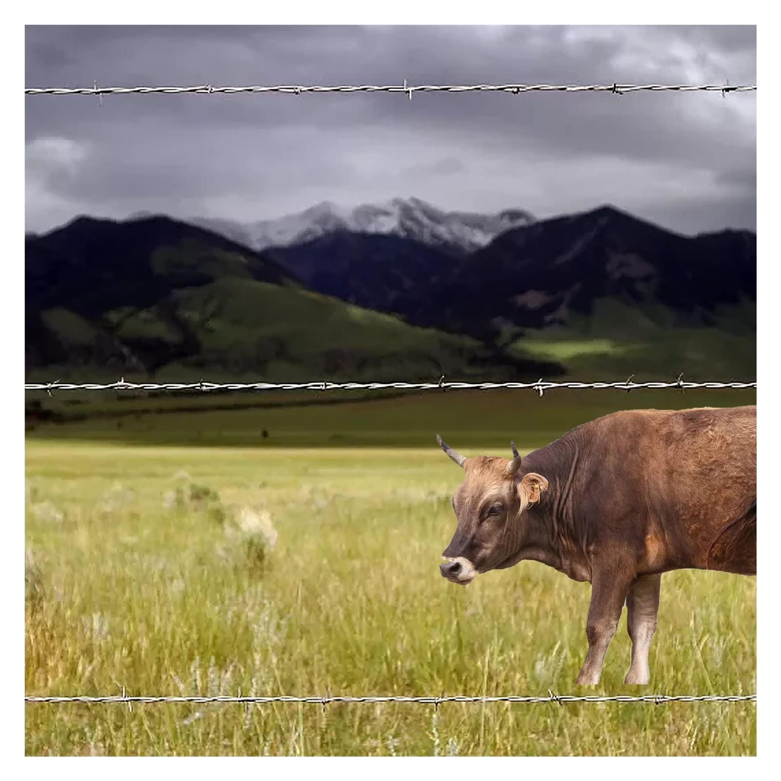 Barbed Wire Fence Cattle