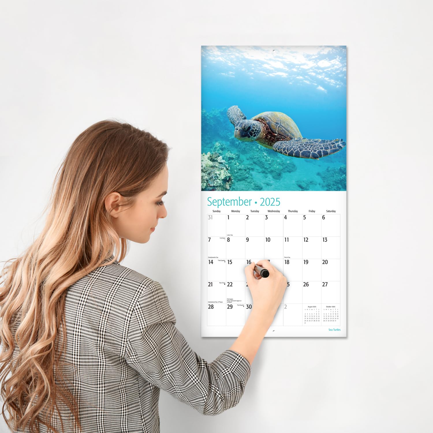 Snapklik.com : Sea Turtles 2025 Wall Calendar 12 Month 12" X 24" Open ...