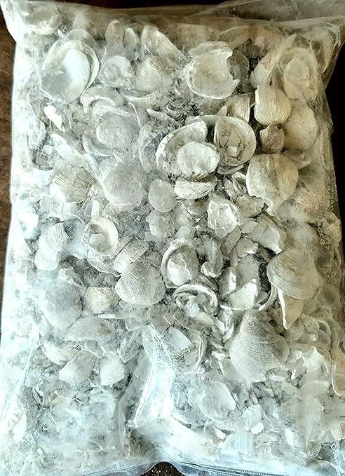 Buy ZM Shell Lime/Kilinjal Sunnambu 2kg Online at Low Prices in India ...