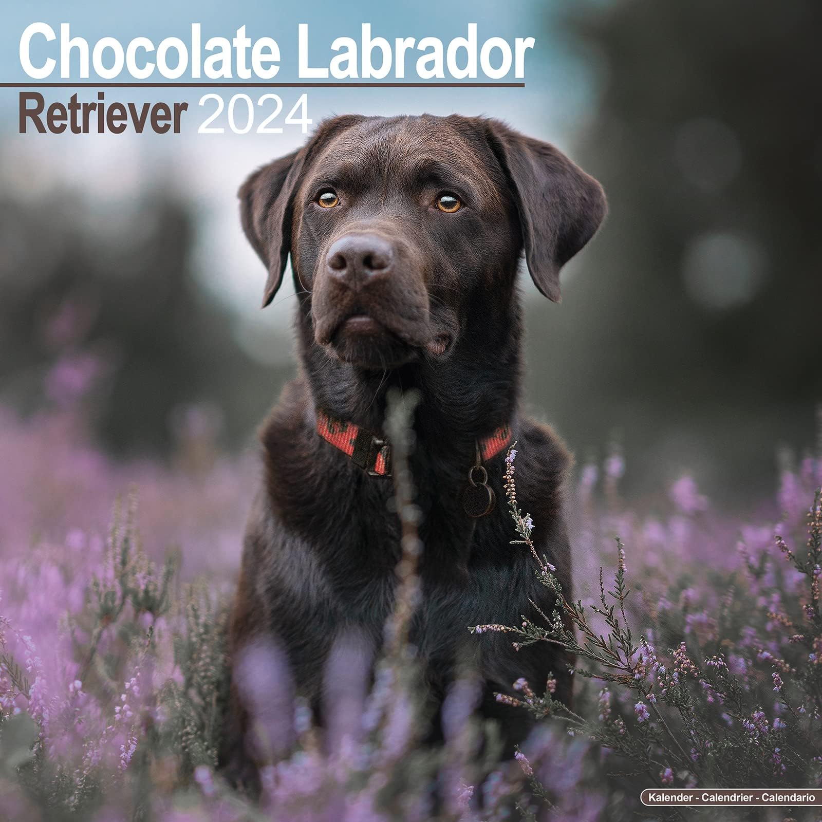 Labrador Chocolate Slim 2024 Calendar : Amazon.co.uk: Stationery ...