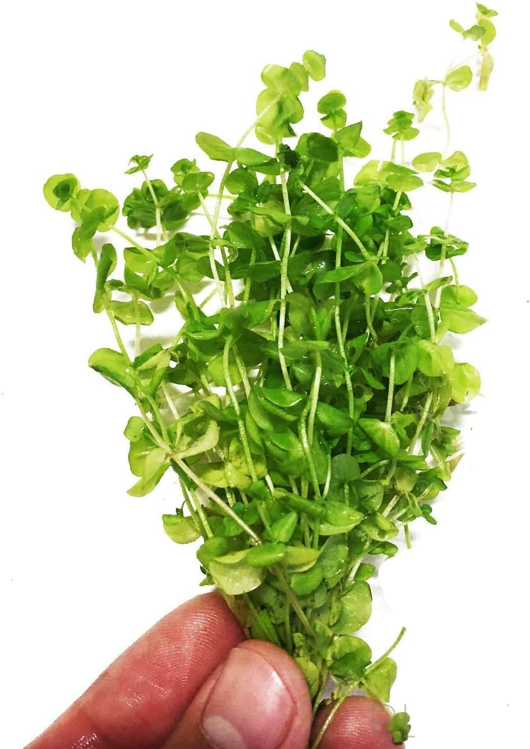 Amazon.com: Planterest – Giant Baby Tears Clump Live Aquarium Plant ...