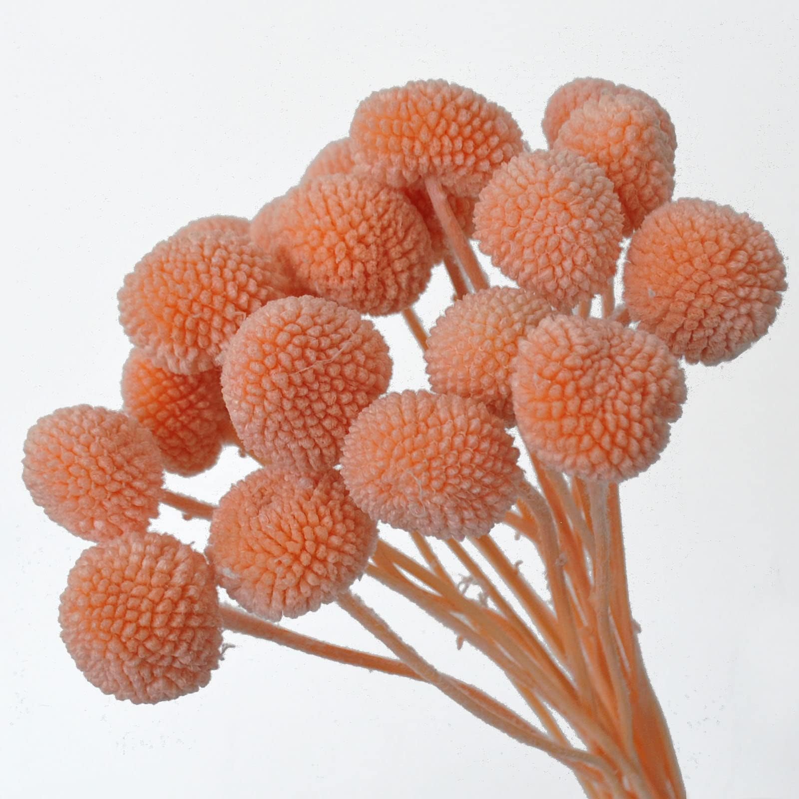 Amazon.com: Color Life Billy Balls, Eternal Life Dried Flower Billy ...