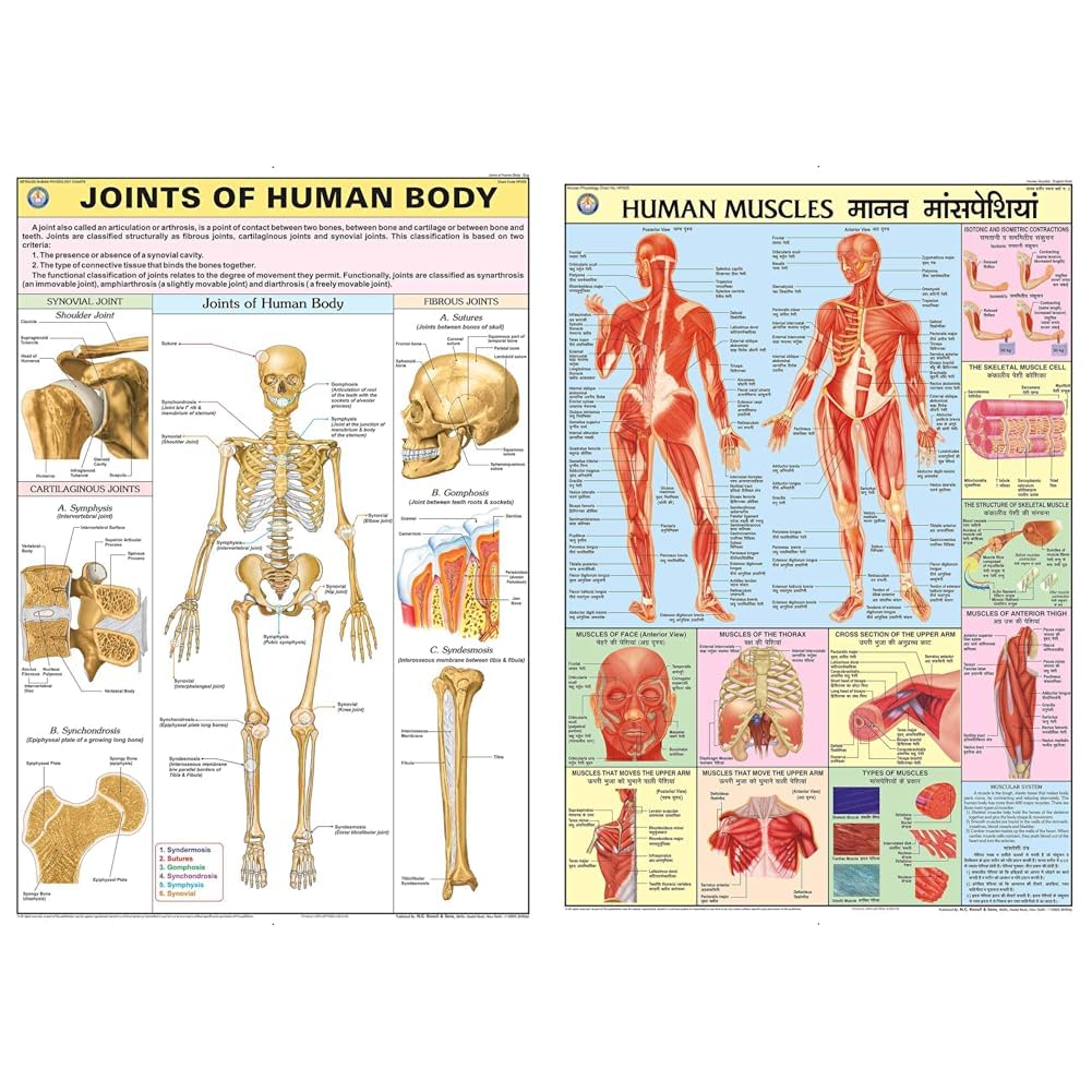 Buy HP25S | TeachingNest | Joints of Human Body Chart 70x100 cm ...