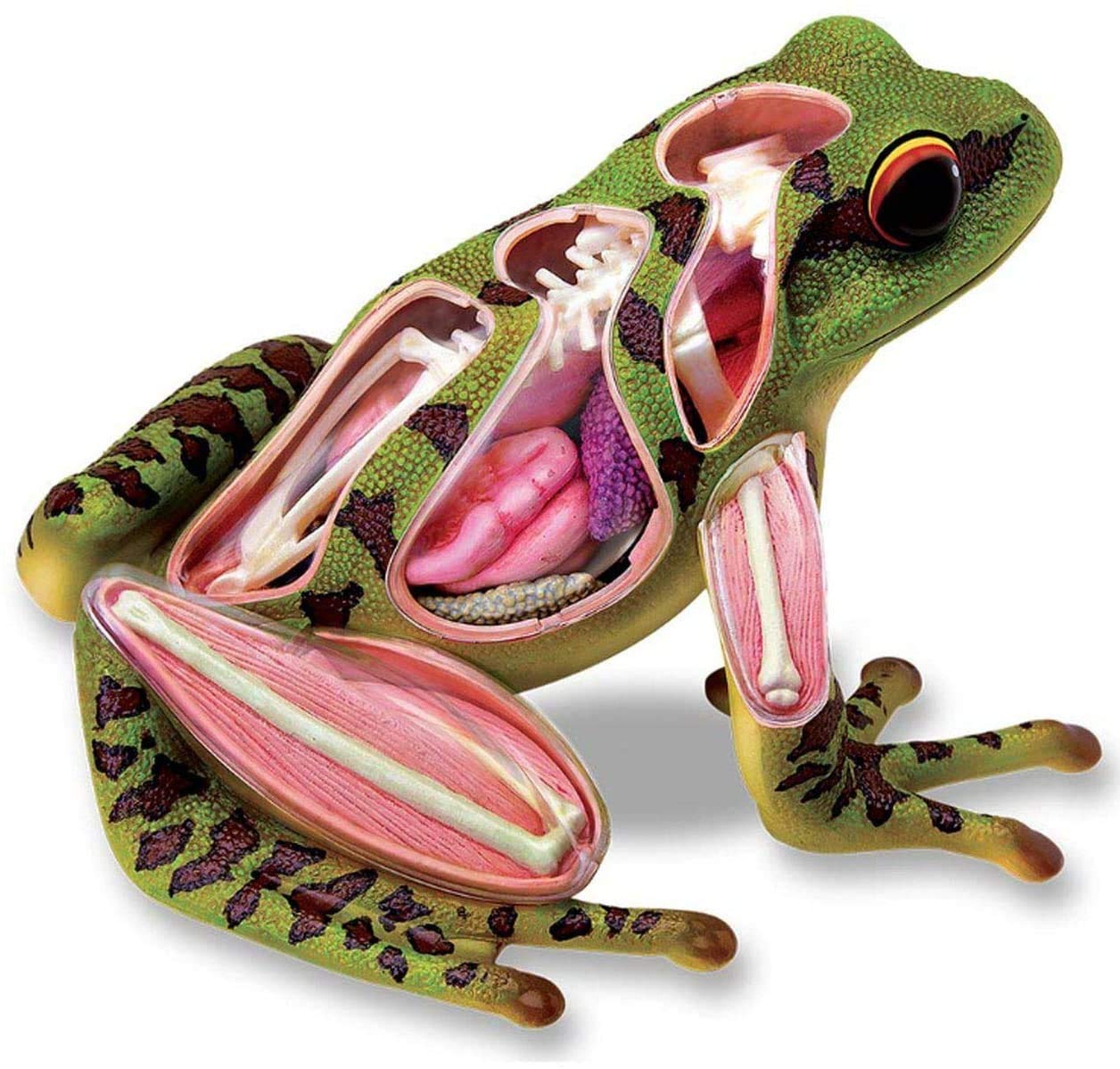 Medical Models Anatomy Model Simulated Frog Dissection Kit Frog Anatomy ...