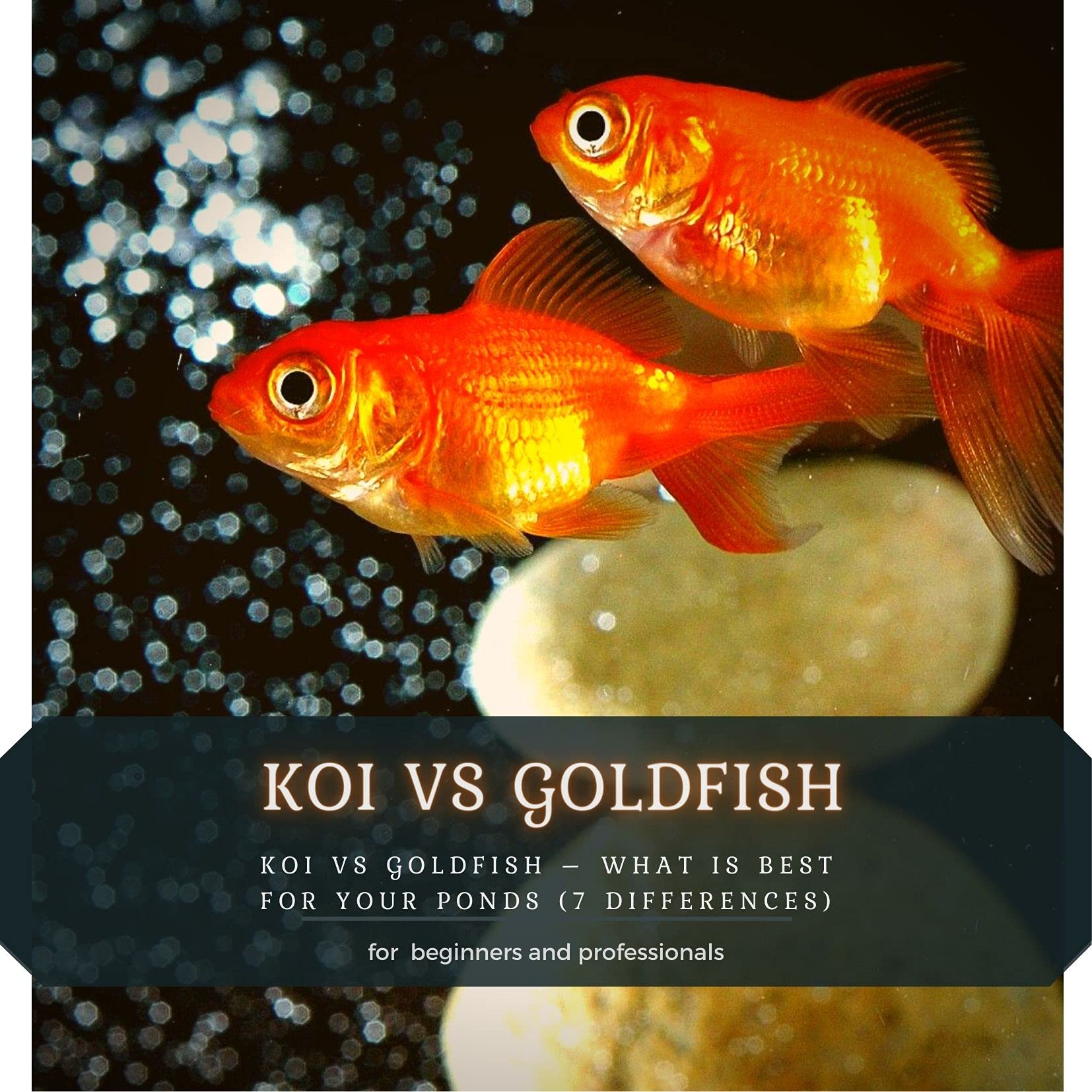 Buy KOI VS GOLDFISH: KOI VS GOLDFISH – WHAT IS BEST FOR YOUR PONDS (7 ...