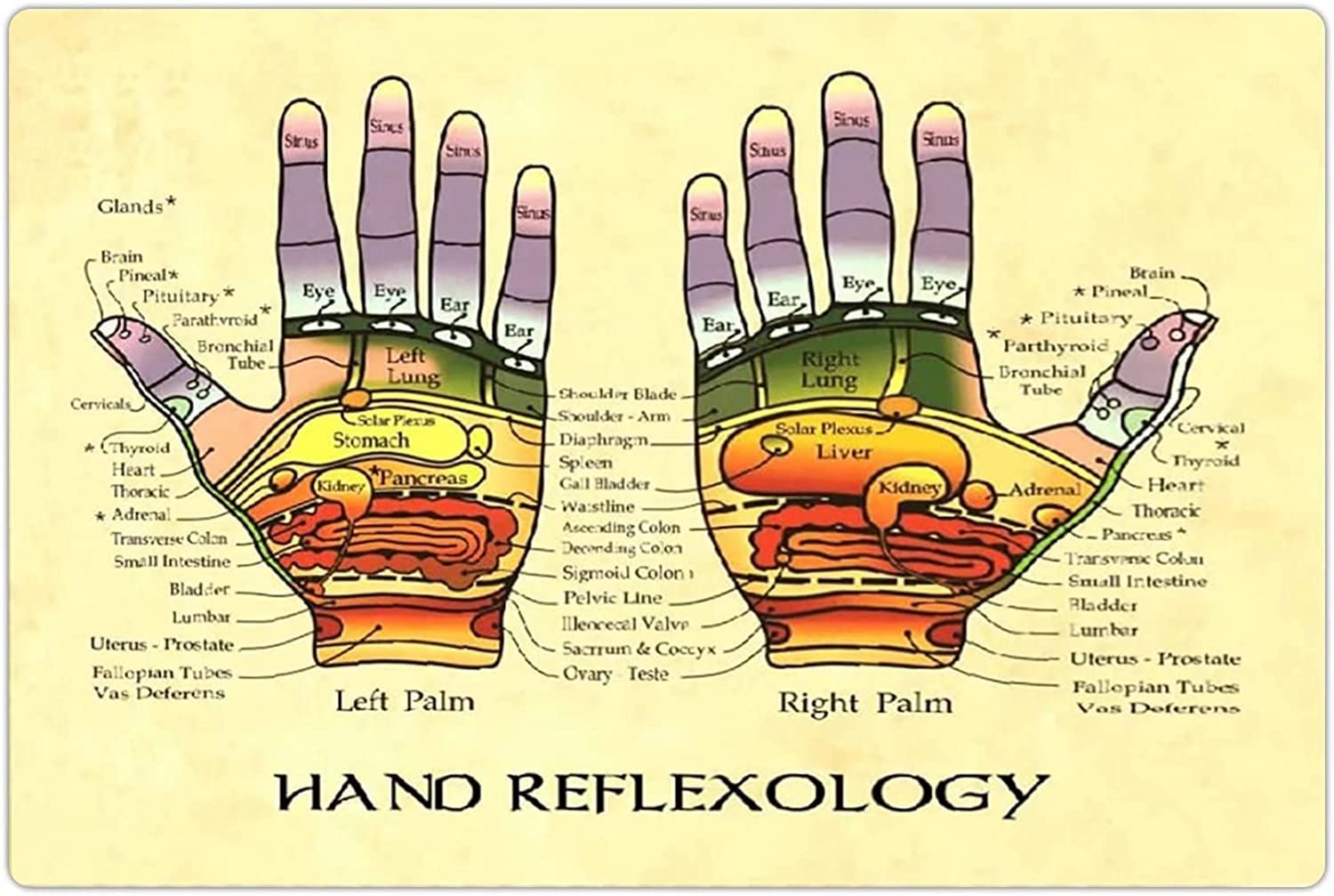 Printable Hand Reflexology Chart