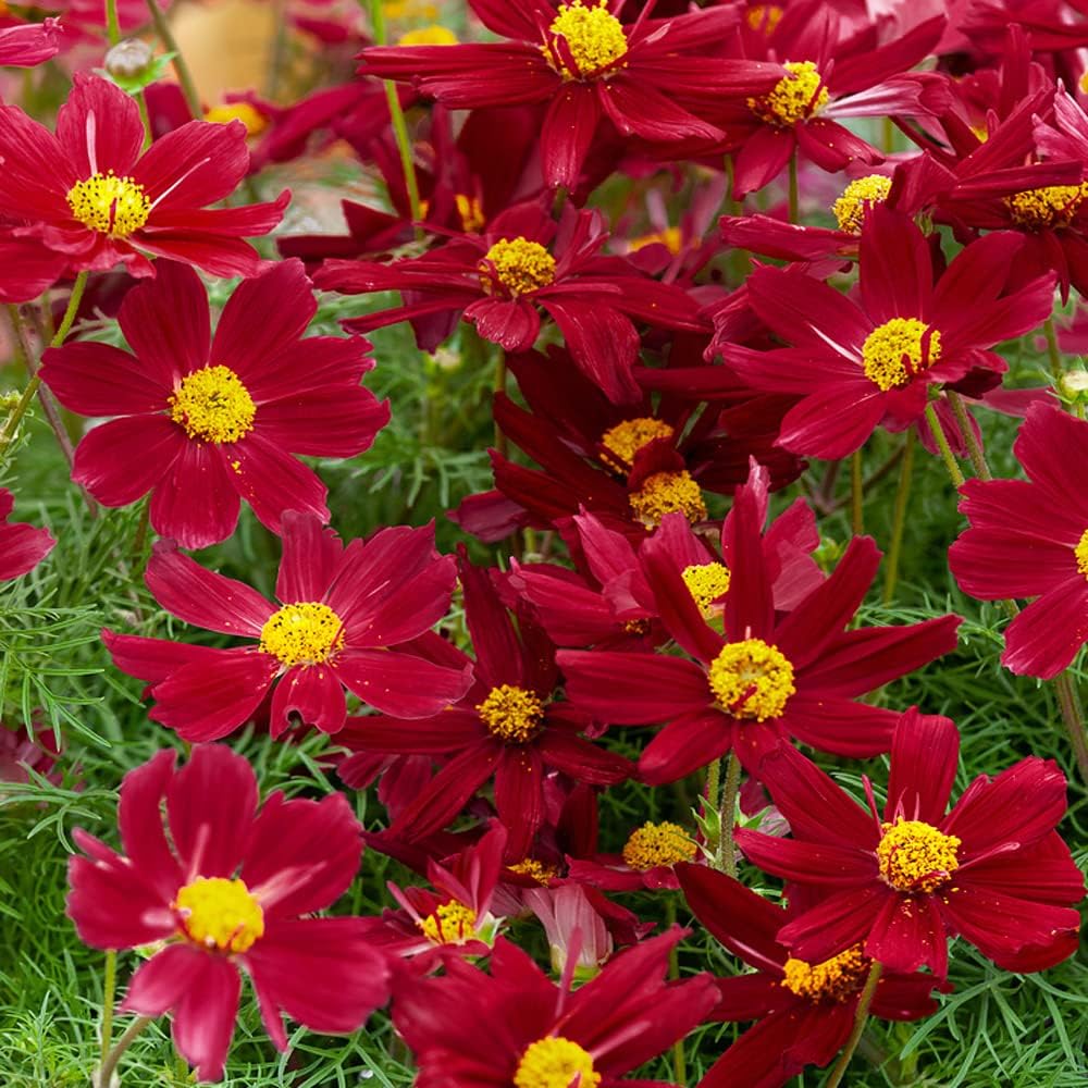 Amazon.com : David's Garden Seeds Flower Coreopsis Tall Red 5113 (Red ...
