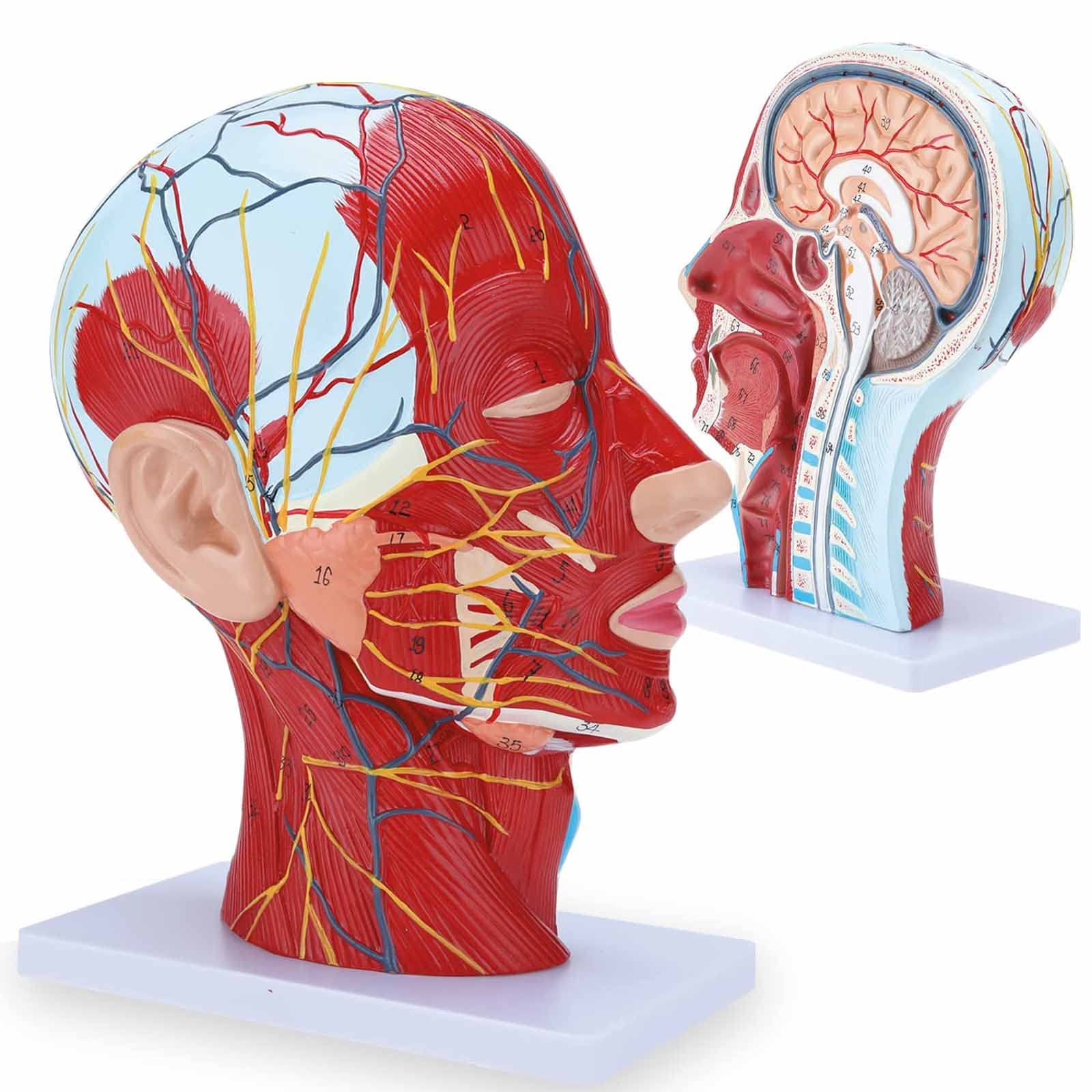 Buy Life Size Brain Anatomy Model, 1:1 Life Size Human Half Head ...