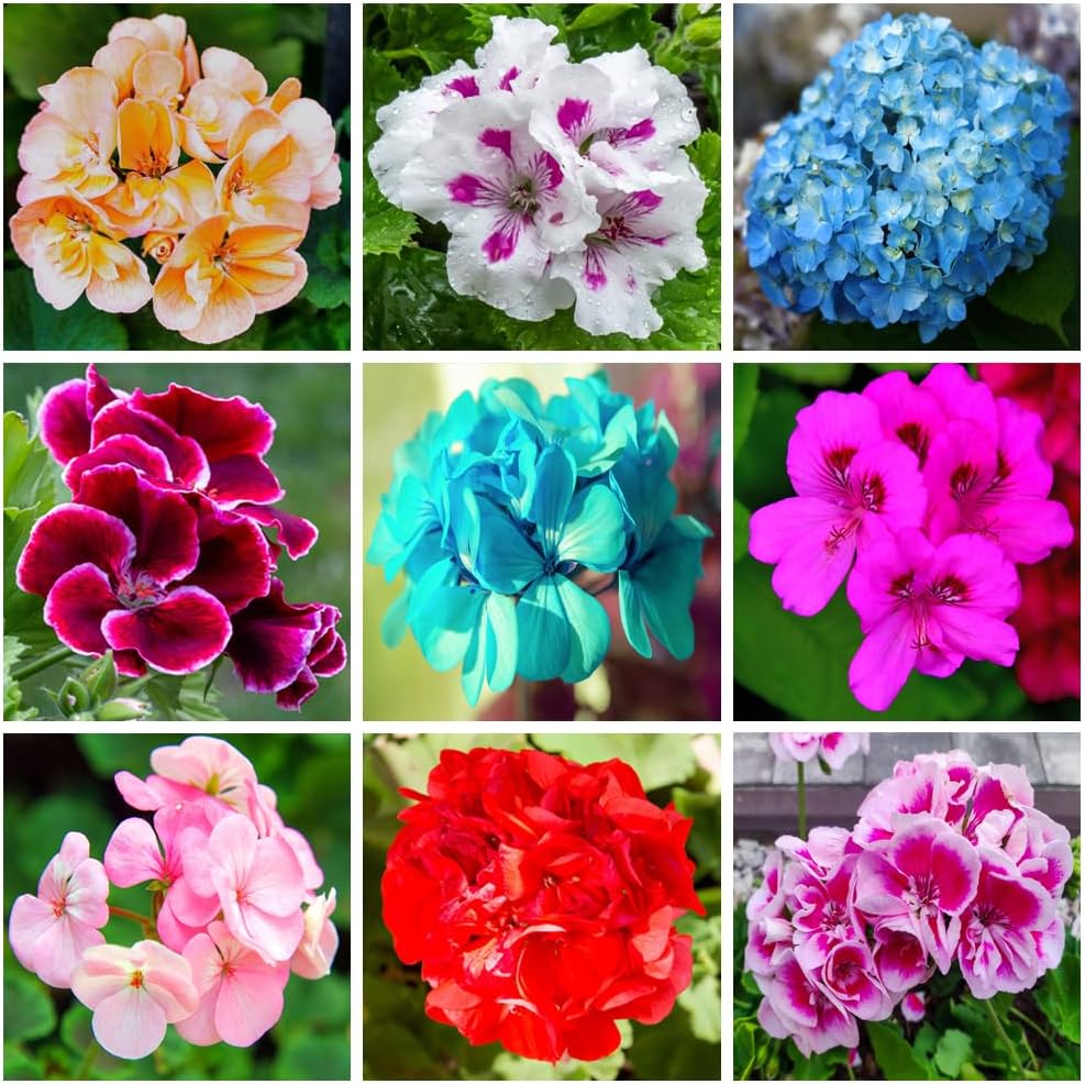 Amazon.com : 100+ Mixed Geranium Seeds, Rare Perennial Flower, Non-GMO ...