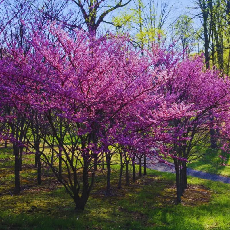 Amazon.com : Eastern Redbud Tree Live Plant, 1-2Ft Redbud Live Trees ...