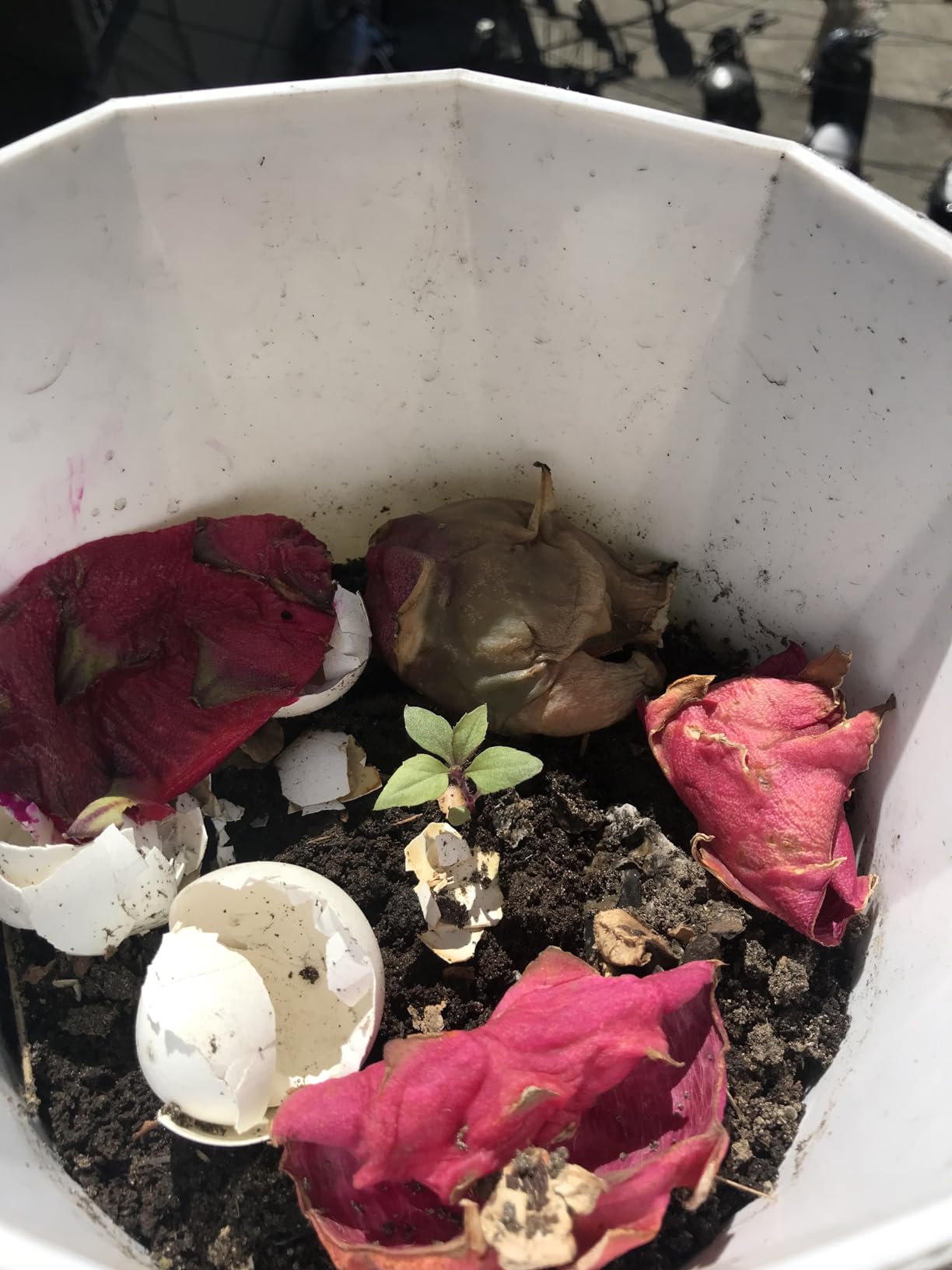 M-Tech Gardens Rare Hybrid Blueberry " Aurora " Exotic 50 Fruit Seeds ...