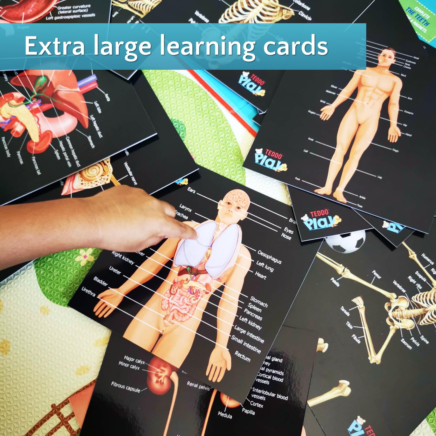 Snapklik.com : Complete Human Anatomy Biology Learning Set For Kids ...