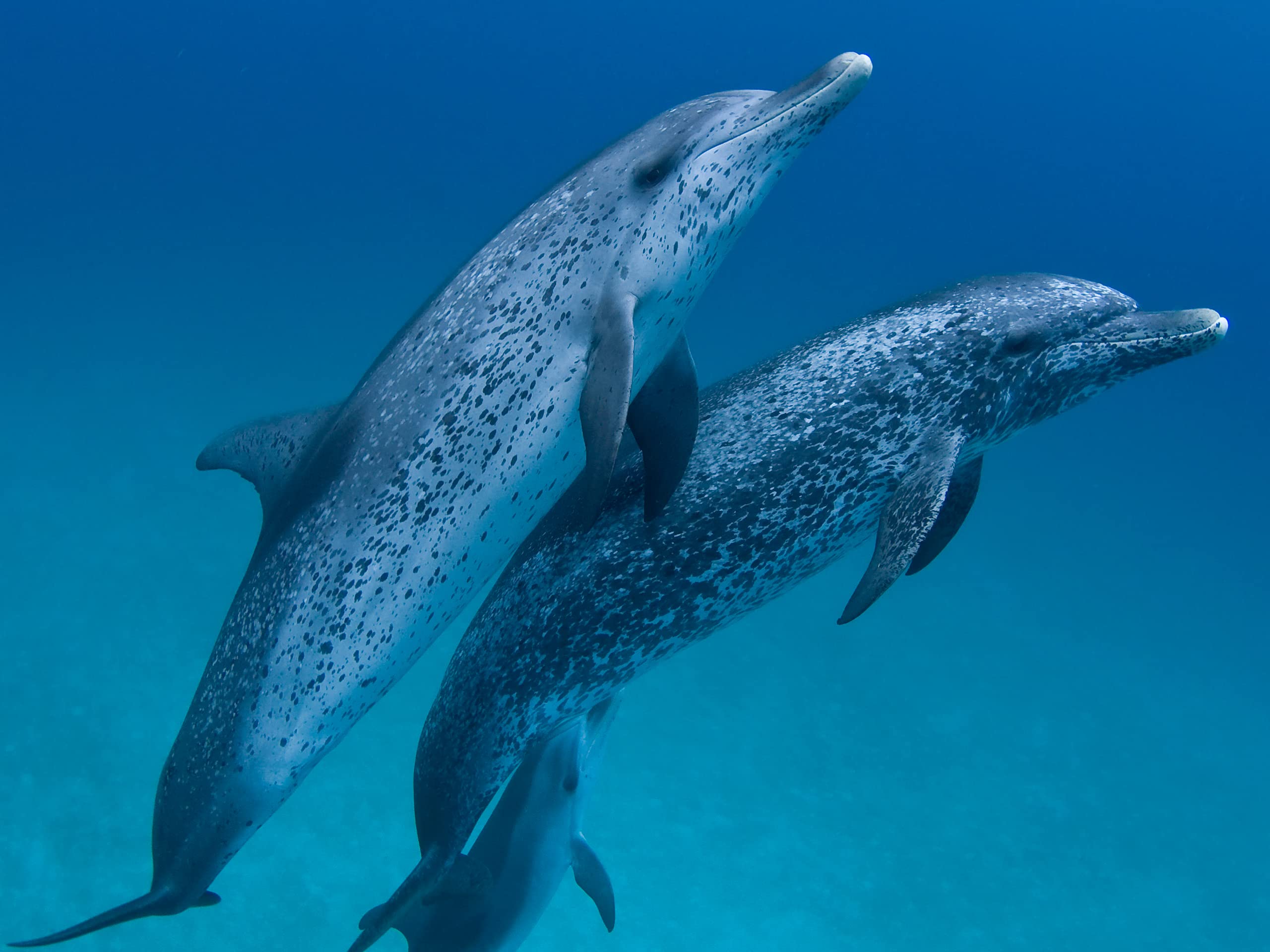 Watch Chasing Ocean Giants - Season 1 | Prime Video