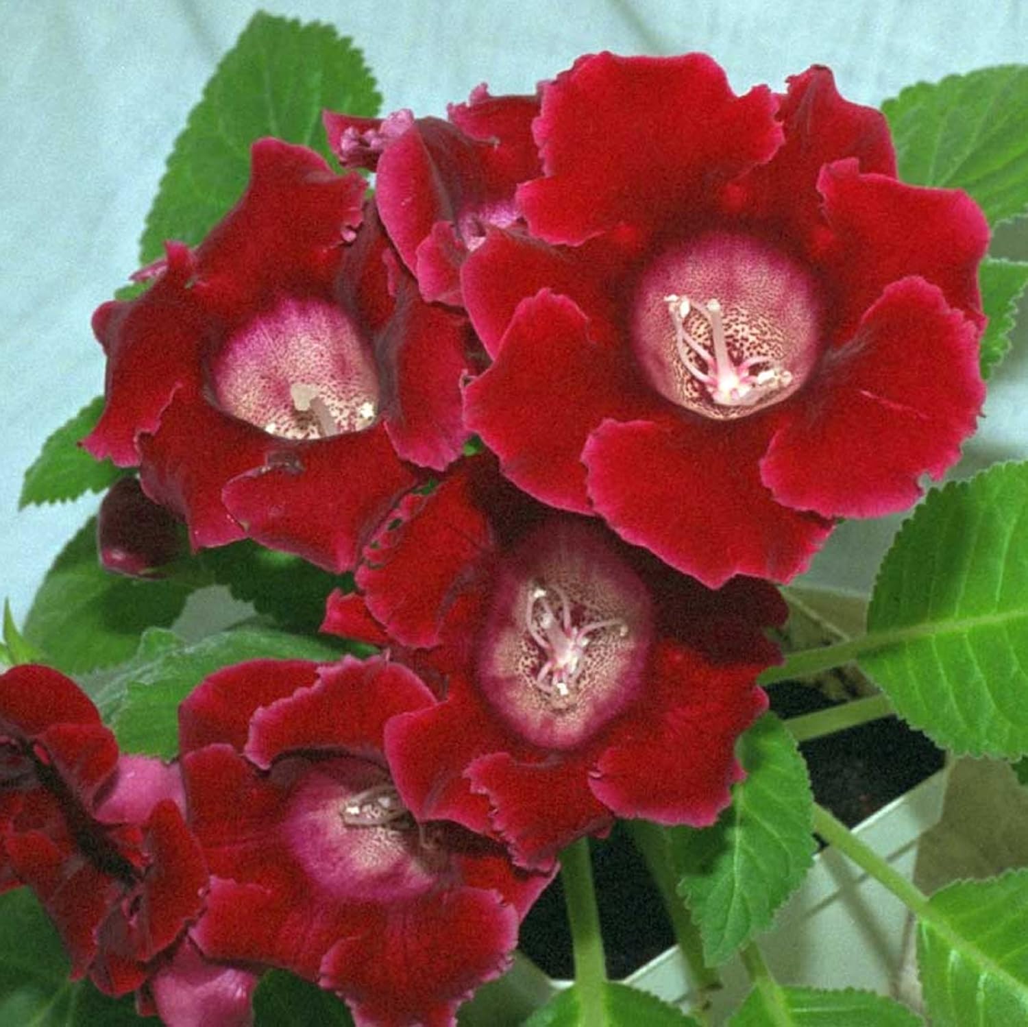 Amazon.com : CHUXAY GARDEN 15 Seeds Red Gloxinia Flowering Houseplant ...