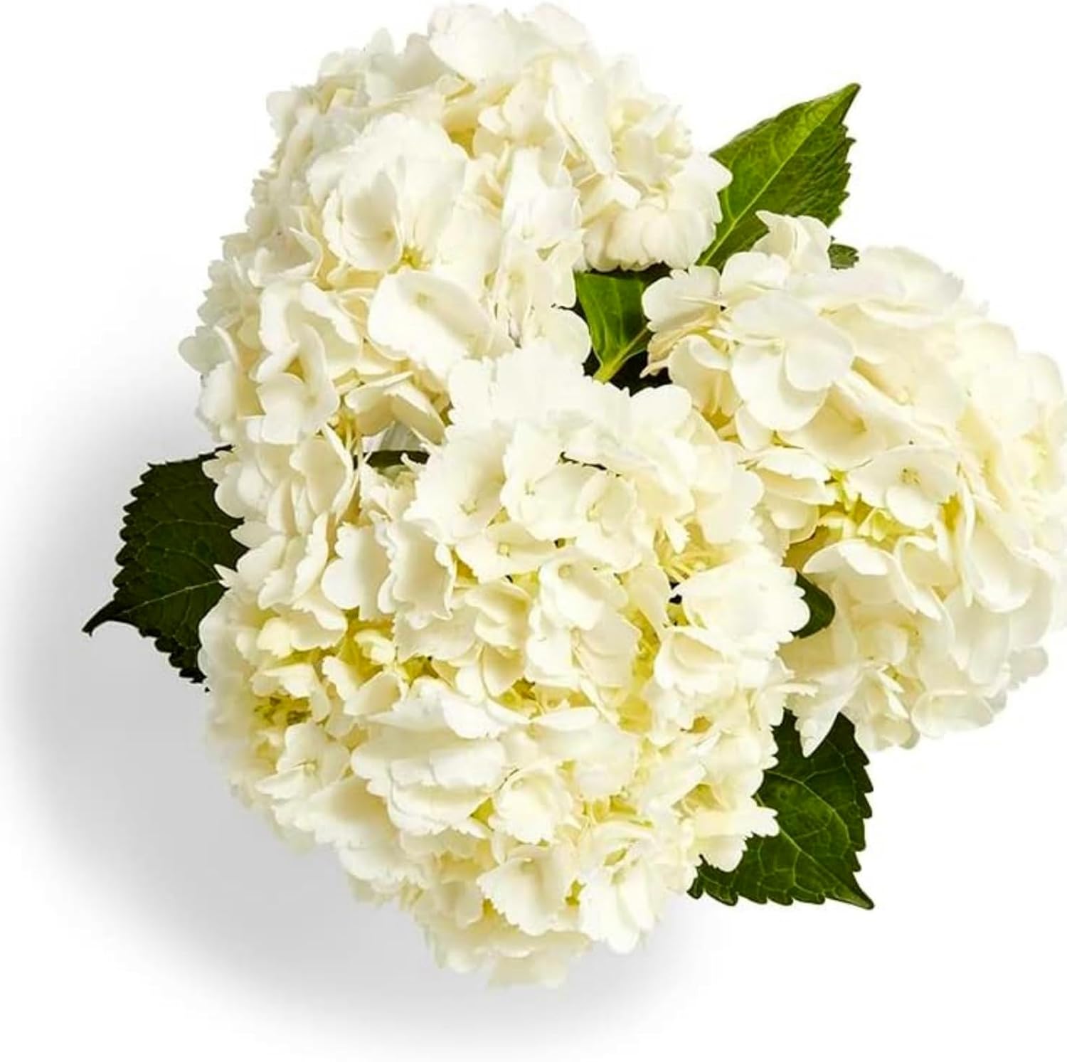 Amazon.com : Professional Grade Hydrangea Collection: Vibrant and Easy ...