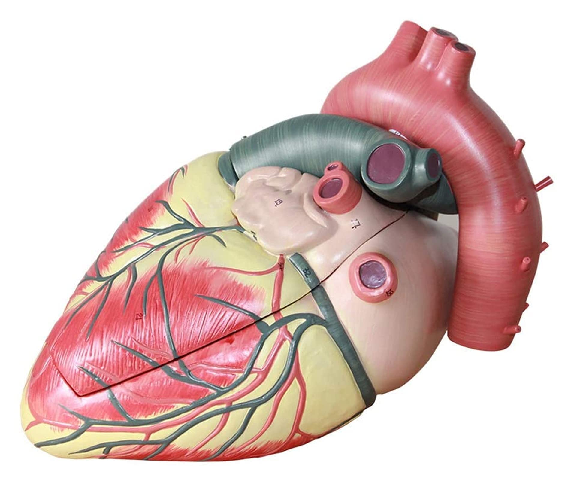 Saifei Human Heart Model Cross Section Heart Structure Model ...